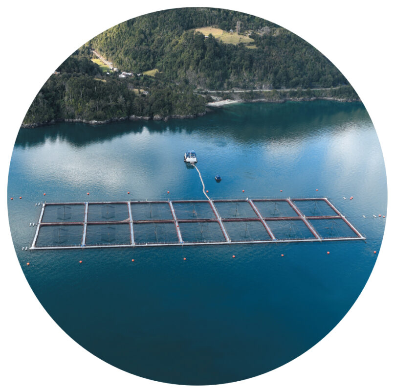 FAQs – Chilean Salmon Marketing Council